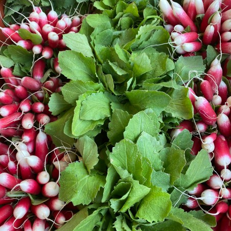 Radis long - botte France catégorie 1