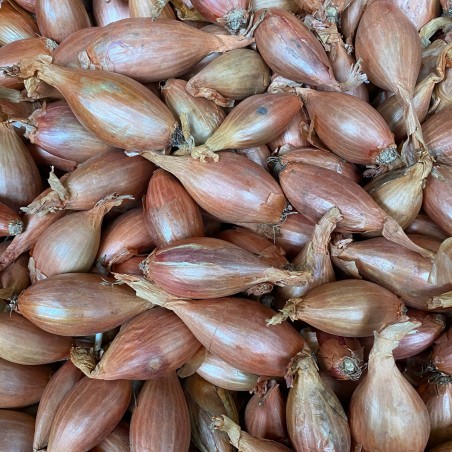 Échalote - 500g France