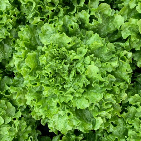 Plant de batavia - barquette de 12 France