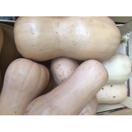 Butternut 1 KG France catégorie 1