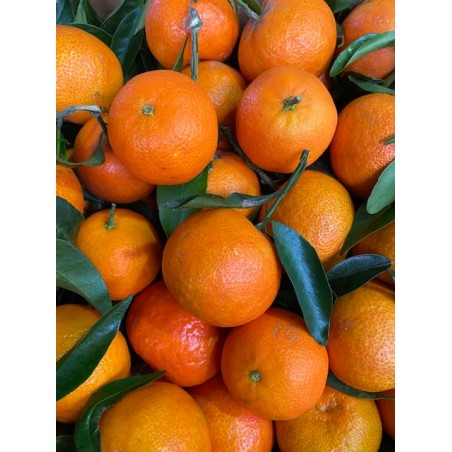 CLEMENTINE MAROC Catégorie 1